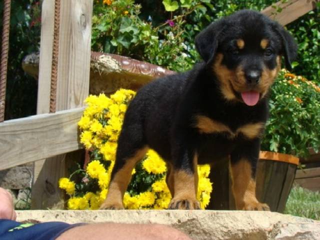 Female Rottweiler - Colorado Springs - Animal, Pet