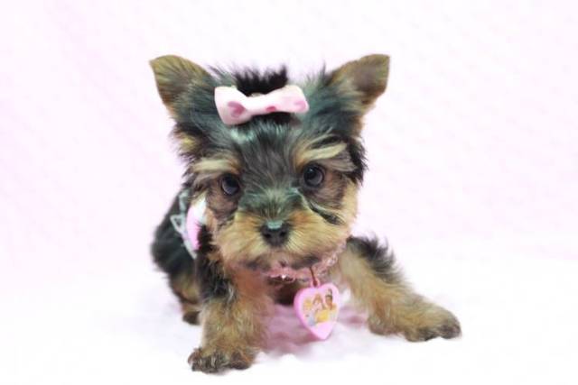 Adorable Tea Cup Yorkie Puppies - Los Angeles - Animal, Pet