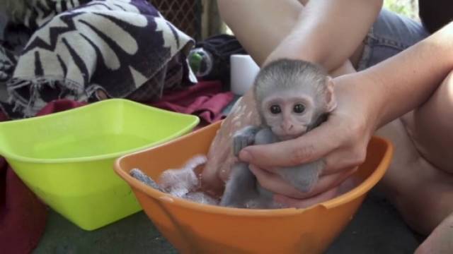 Cute little female capuchin Baby - Vero Beach - Animal, Pet