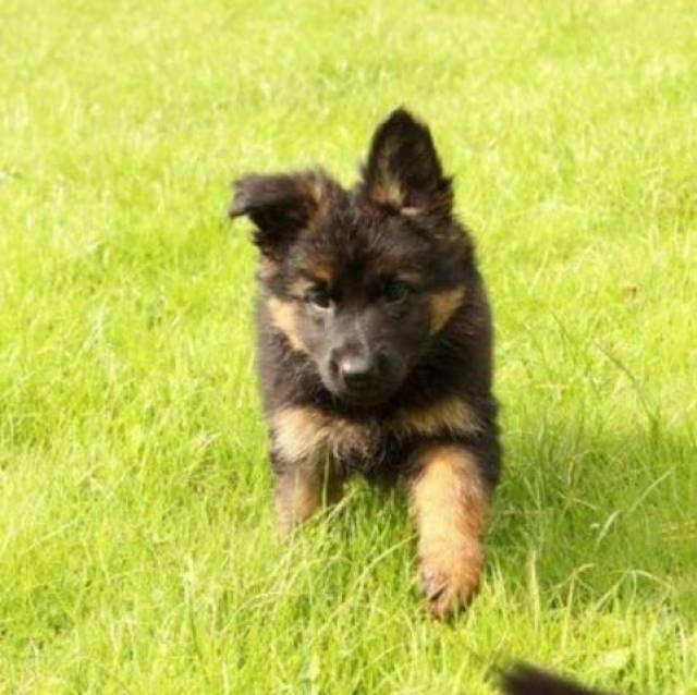 GERMAN SHERPERD PUPPIES AVAILABLE. MALE AND FEMALE - Decatur - Animal, Pet