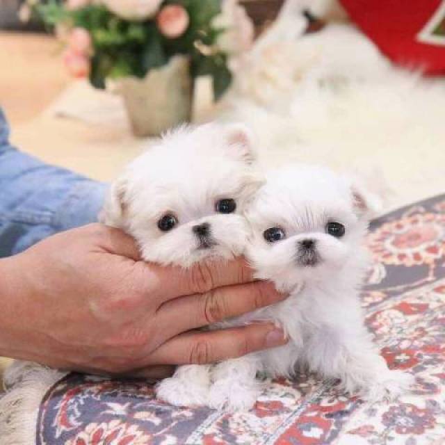 ADORABLE TEACUP MALTESE PUPPIES FOR ADOPTION 1 616 606 0359 Indianapolis Animal Pet