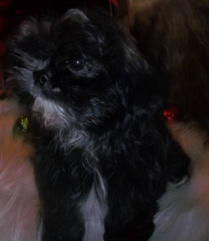 AKC Imperial Shih Tzu Puppies - El Paso - Animal, Pet
