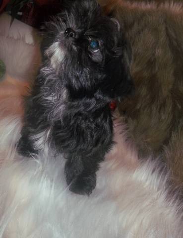 AKC Imperial Shih Tzu Puppies - El Paso - Animal, Pet